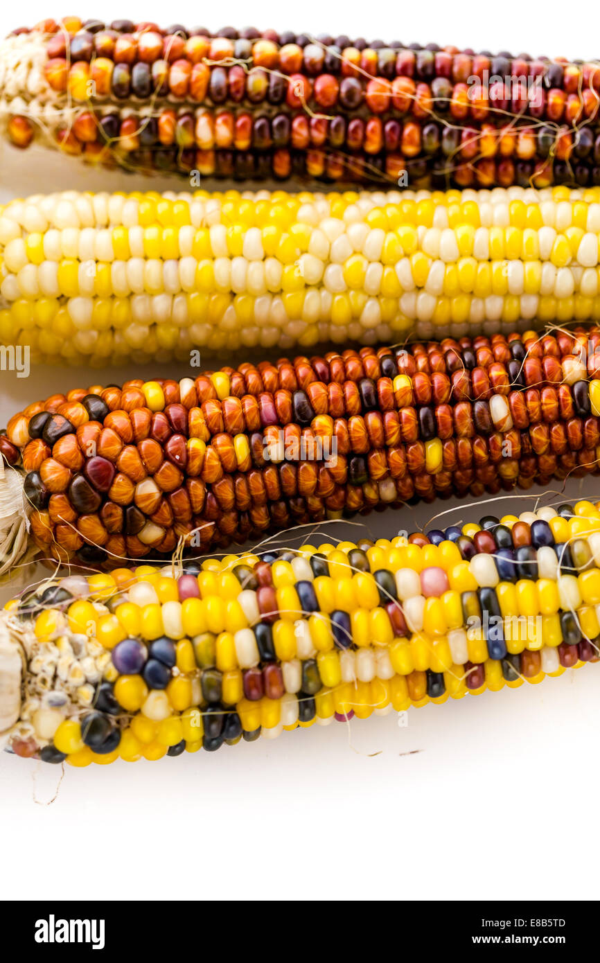 Multi colored indian corn made for Thanksgiving decoration Stock Photo ...