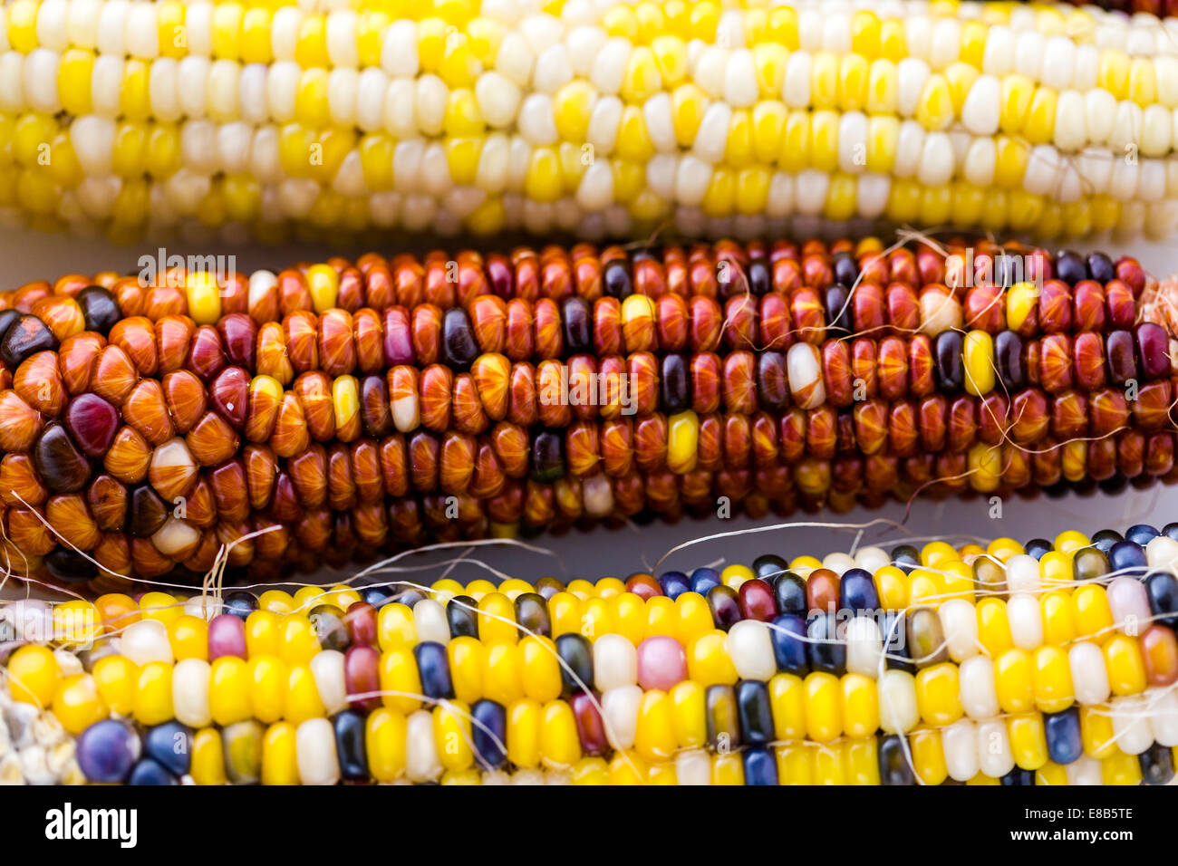 Multi colored indian corn made for Thanksgiving decoration Stock Photo ...