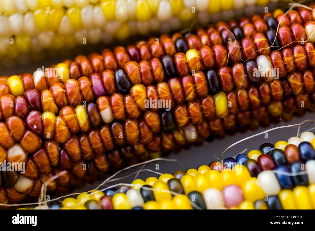 Multi colored indian corn made for Thanksgiving decoration Stock Photo ...