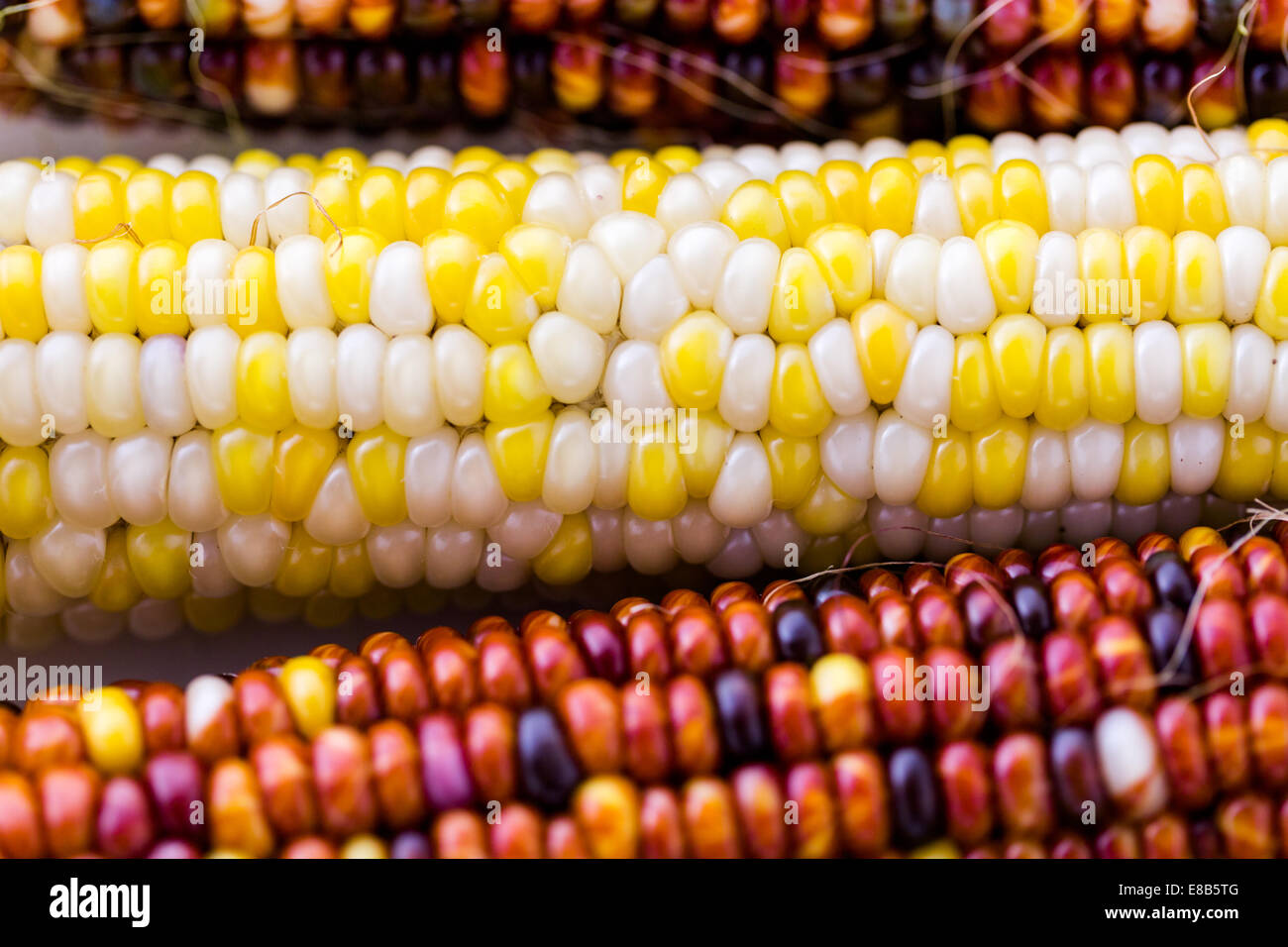 Multi colored indian corn made for Thanksgiving decoration Stock Photo ...