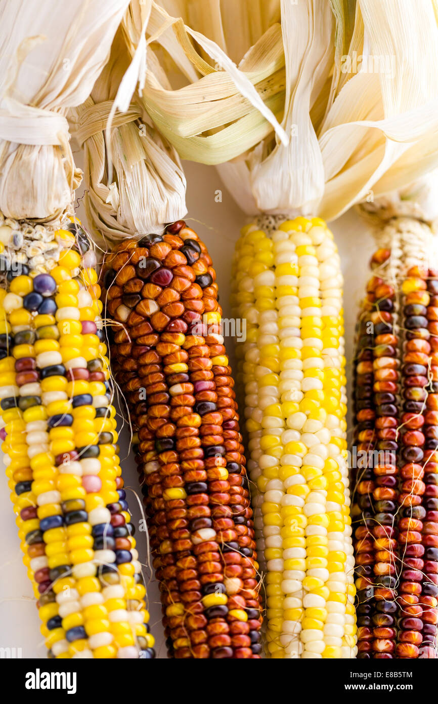 Multi colored indian corn made for Thanksgiving decoration Stock Photo ...