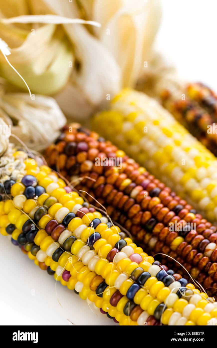 Multi colored indian corn made for Thanksgiving decoration Stock Photo ...