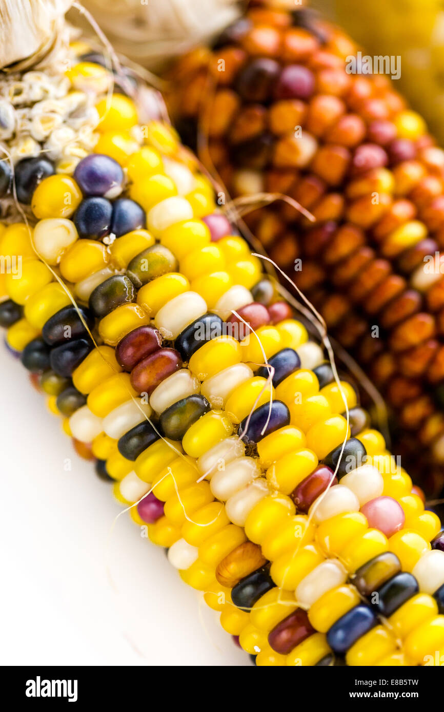 Multi colored indian corn made for Thanksgiving decoration Stock Photo ...
