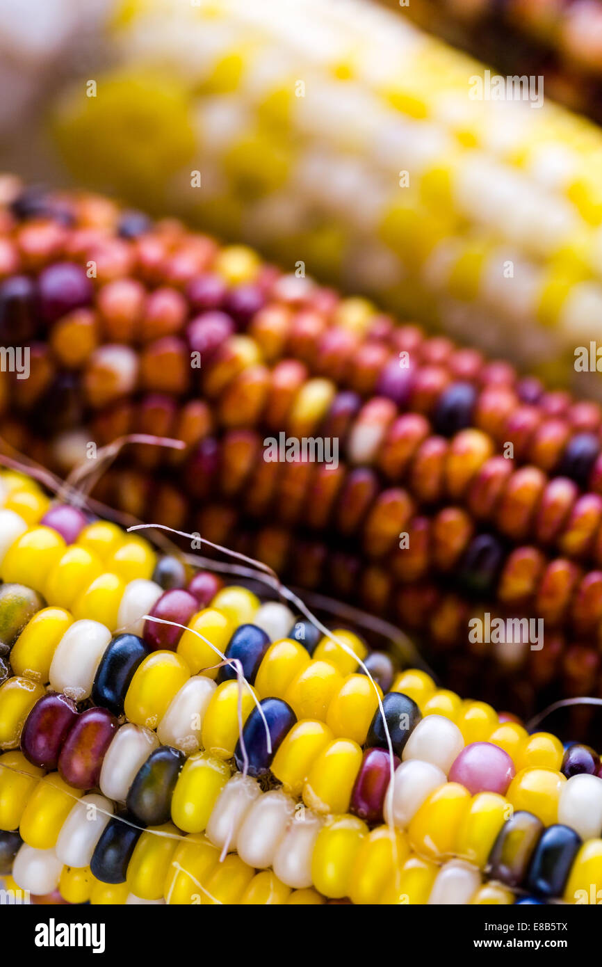 Multi colored indian corn made for Thanksgiving decoration Stock Photo ...