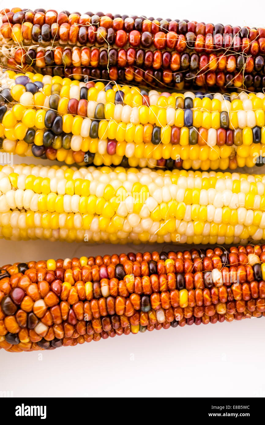 Multi colored indian corn made for Thanksgiving decoration Stock Photo ...