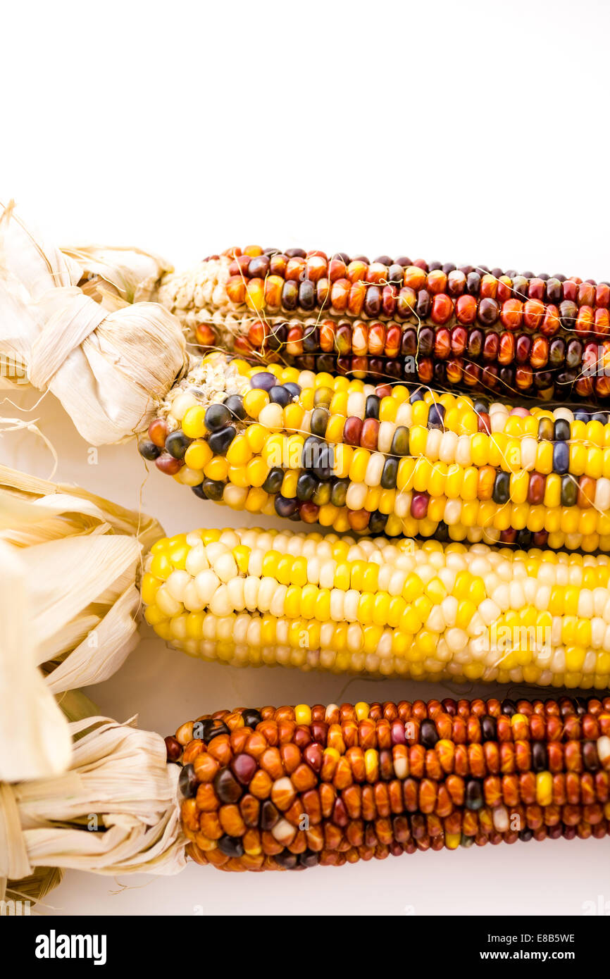 Multi colored indian corn made for Thanksgiving decoration Stock Photo ...