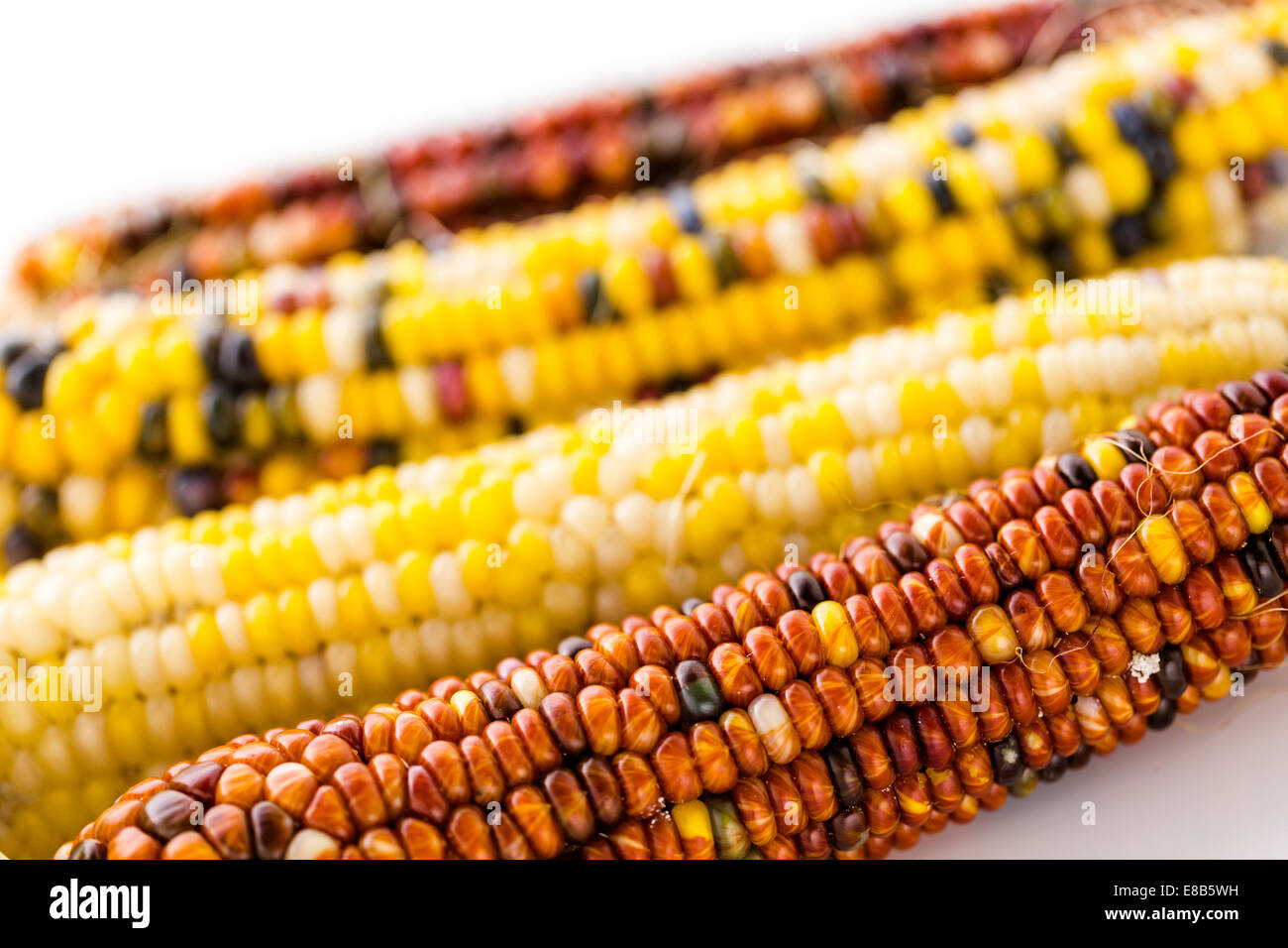 Multi colored indian corn made for Thanksgiving decoration Stock Photo ...