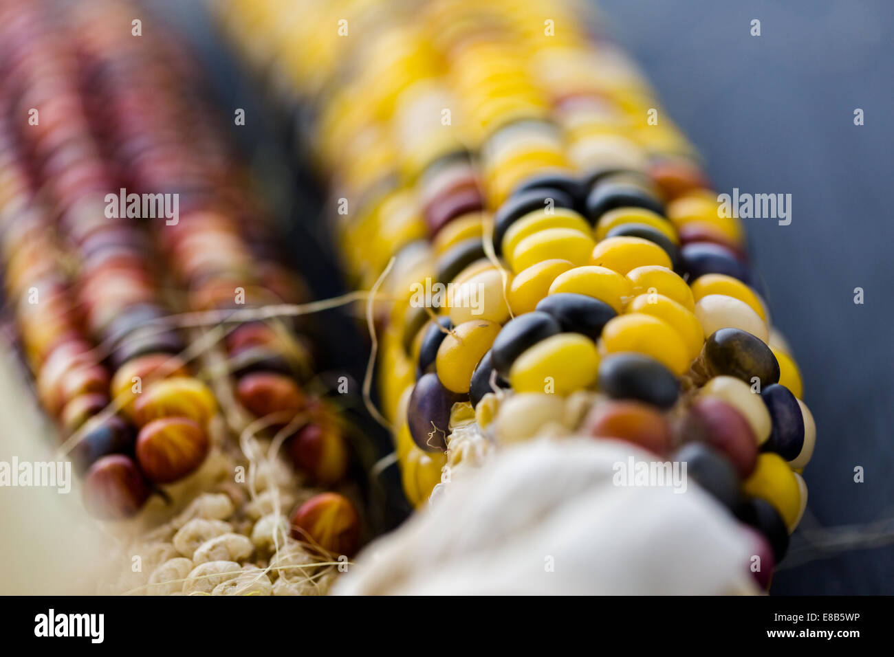 Multi colored indian corn made for Thanksgiving decoration Stock Photo ...
