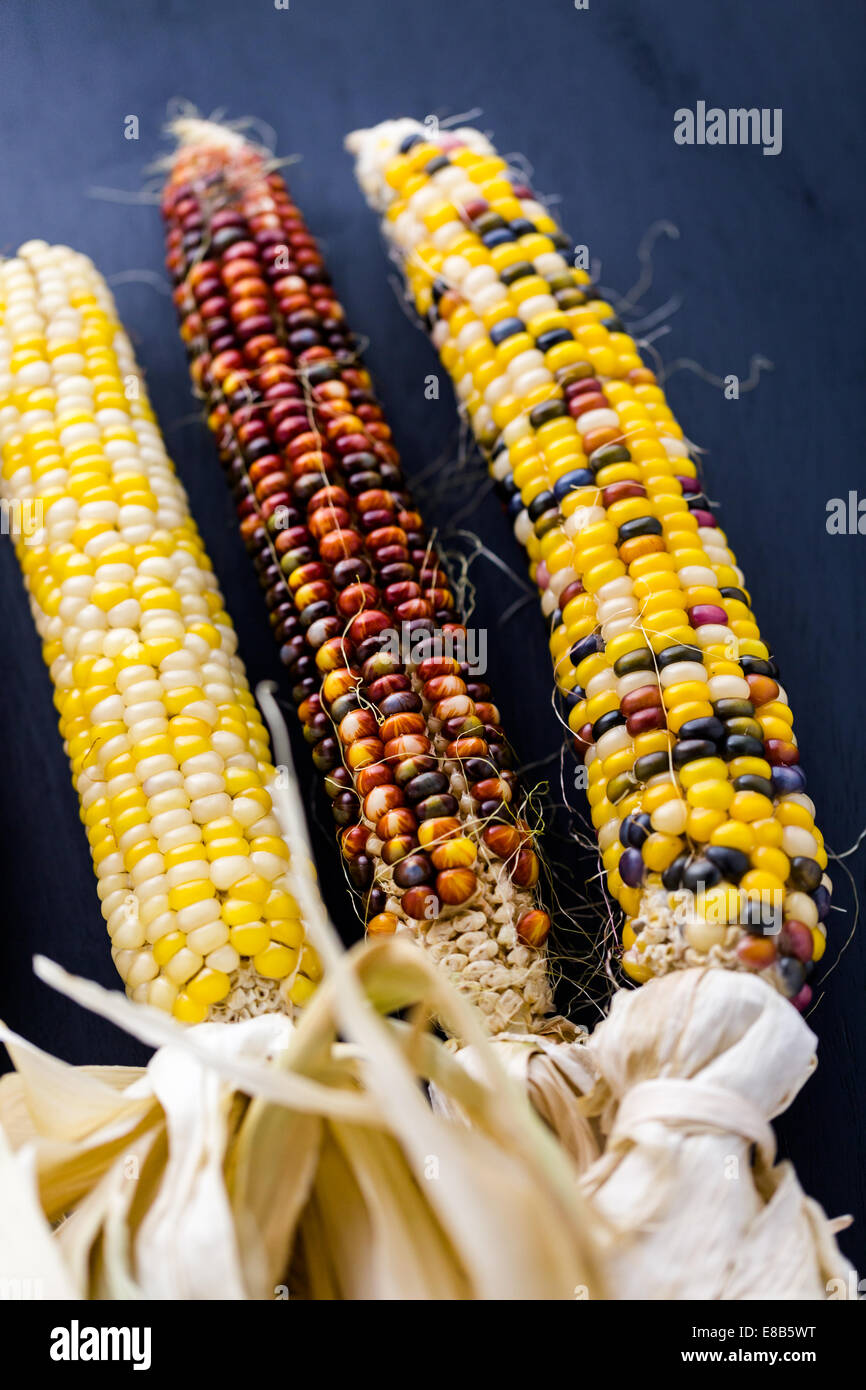 Multi colored indian corn made for Thanksgiving decoration Stock Photo ...