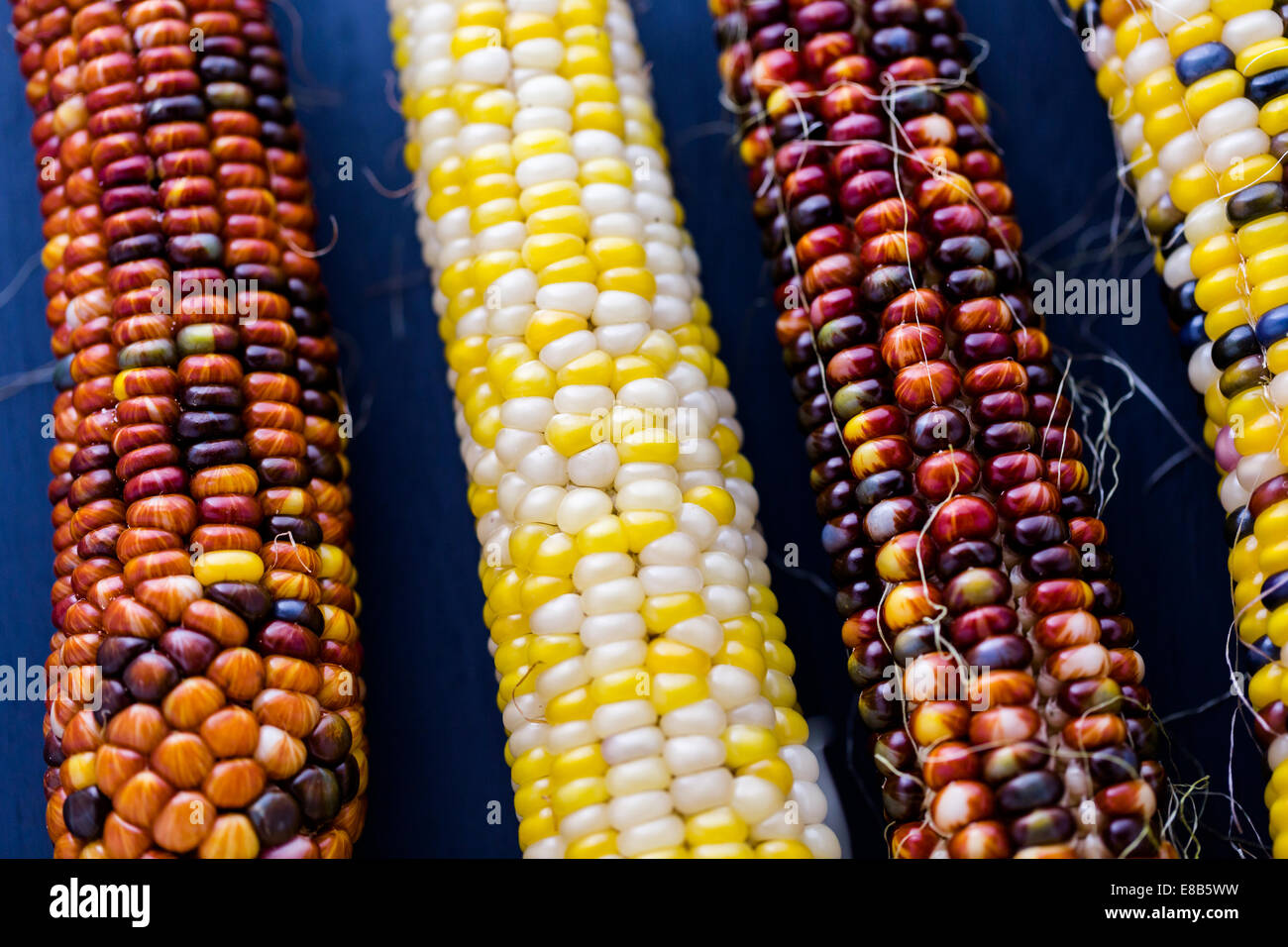 Multi colored indian corn made for Thanksgiving decoration Stock Photo ...