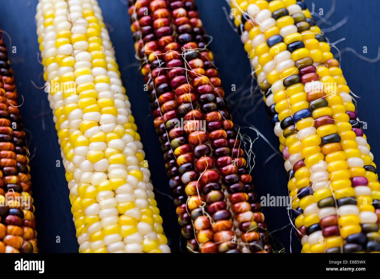 Multi colored indian corn made for Thanksgiving decoration Stock Photo ...