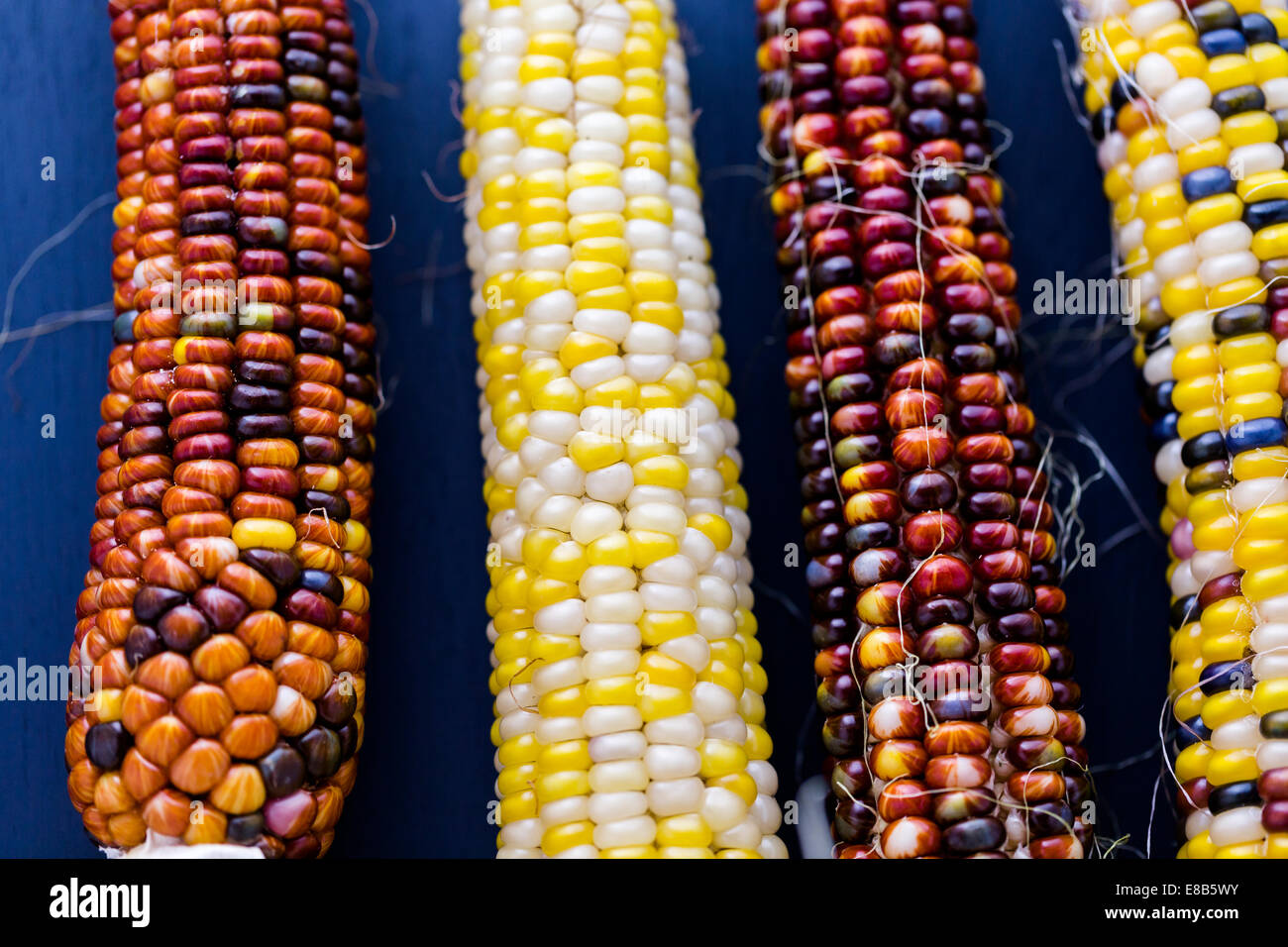 Multi colored indian corn made for Thanksgiving decoration Stock Photo ...