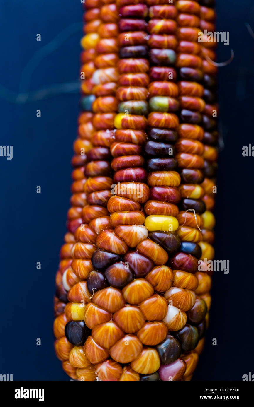 Multi colored indian corn made for Thanksgiving decoration Stock Photo ...