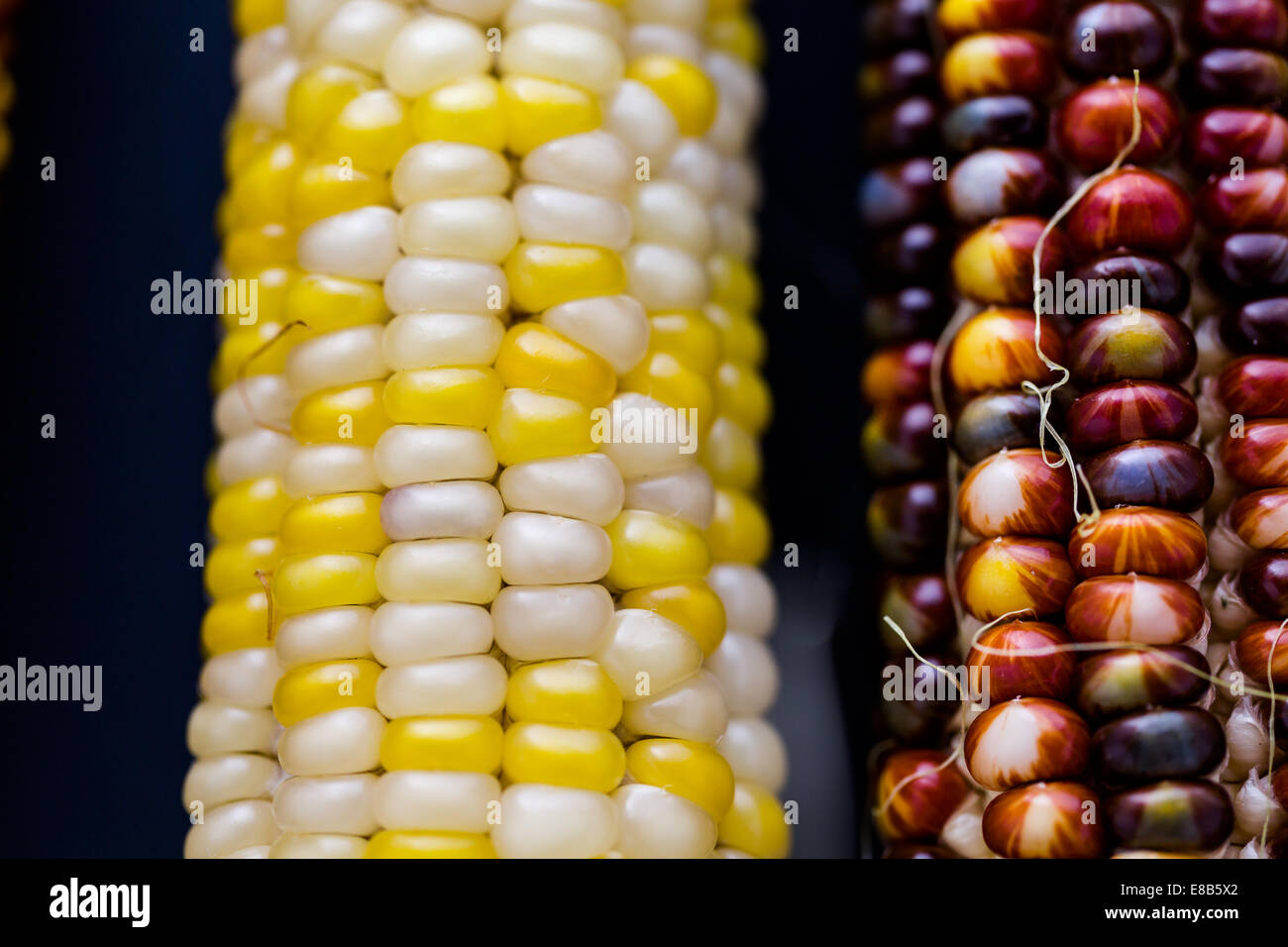 Multi colored indian corn made for Thanksgiving decoration Stock Photo ...