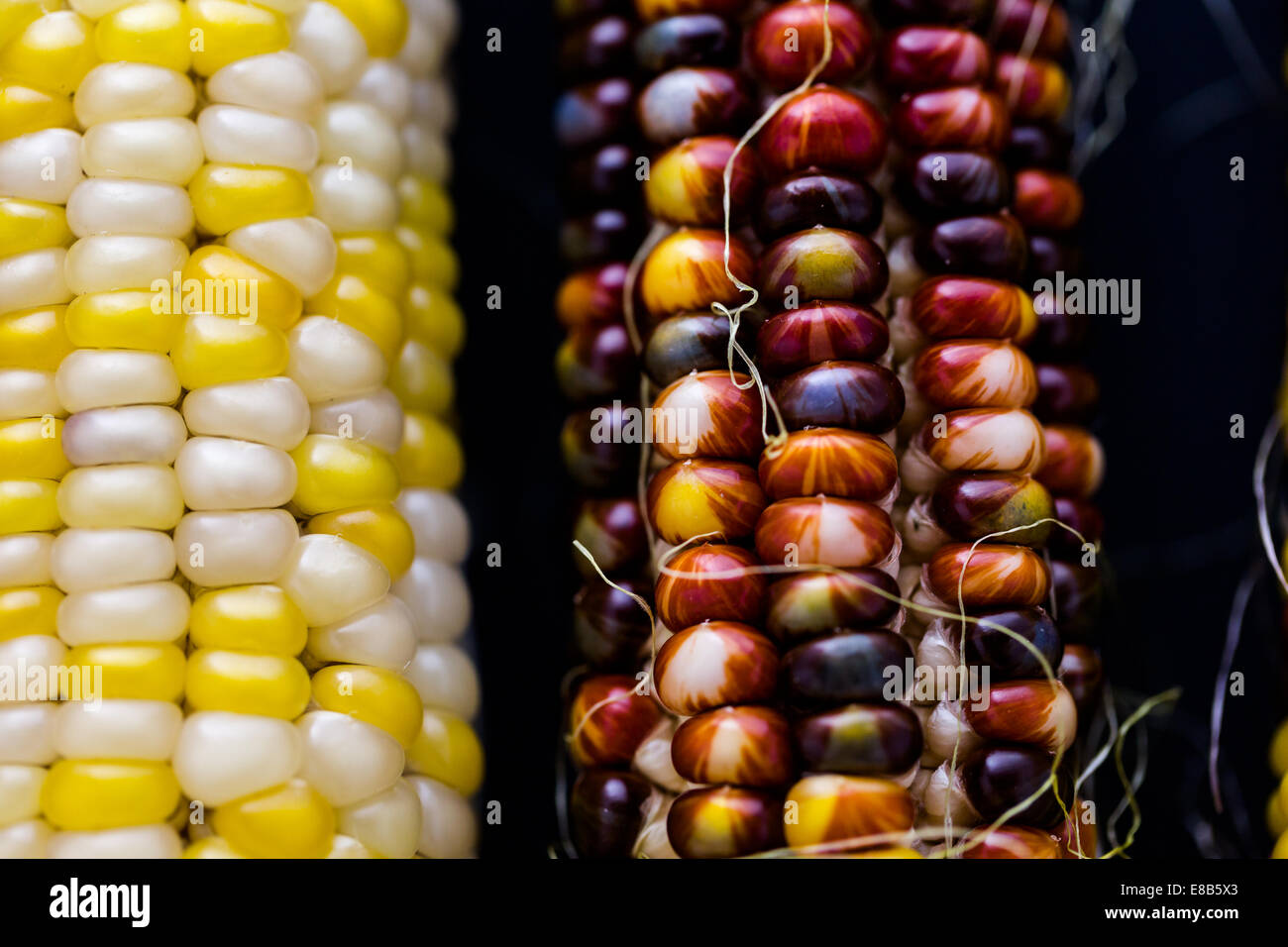 Multi colored indian corn made for Thanksgiving decoration Stock Photo ...