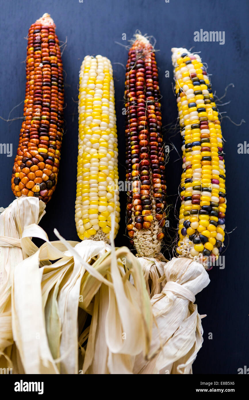 Multi colored indian corn made for Thanksgiving decoration Stock Photo ...