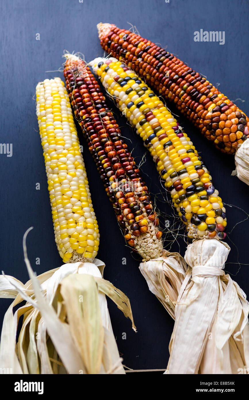 Multi colored indian corn made for Thanksgiving decoration Stock Photo ...