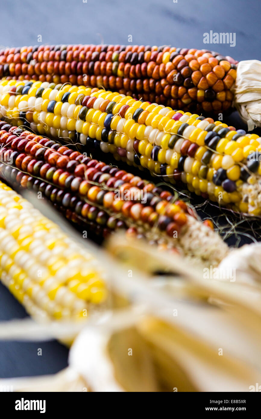 Multi colored indian corn made for Thanksgiving decoration Stock Photo ...