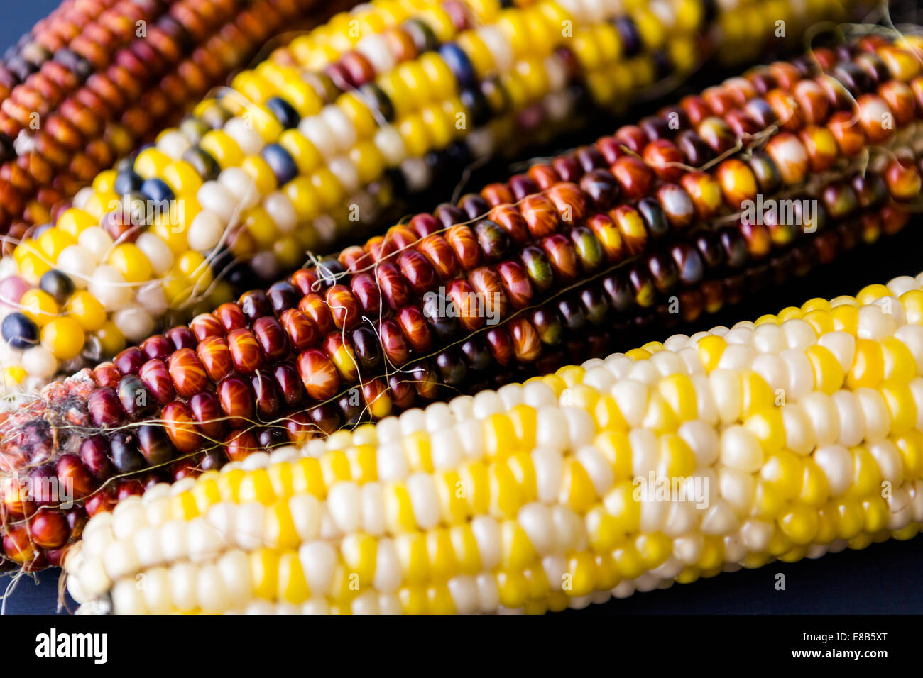Multi colored indian corn made for Thanksgiving decoration Stock Photo ...