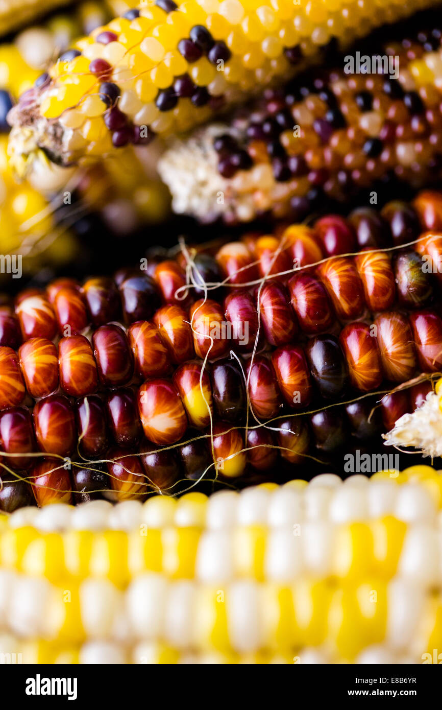 Multi colored indian corn made for Thanksgiving decoration Stock Photo ...