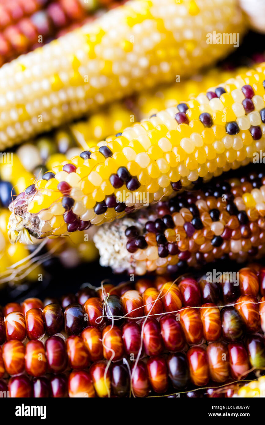 Multi colored indian corn made for Thanksgiving decoration Stock Photo ...