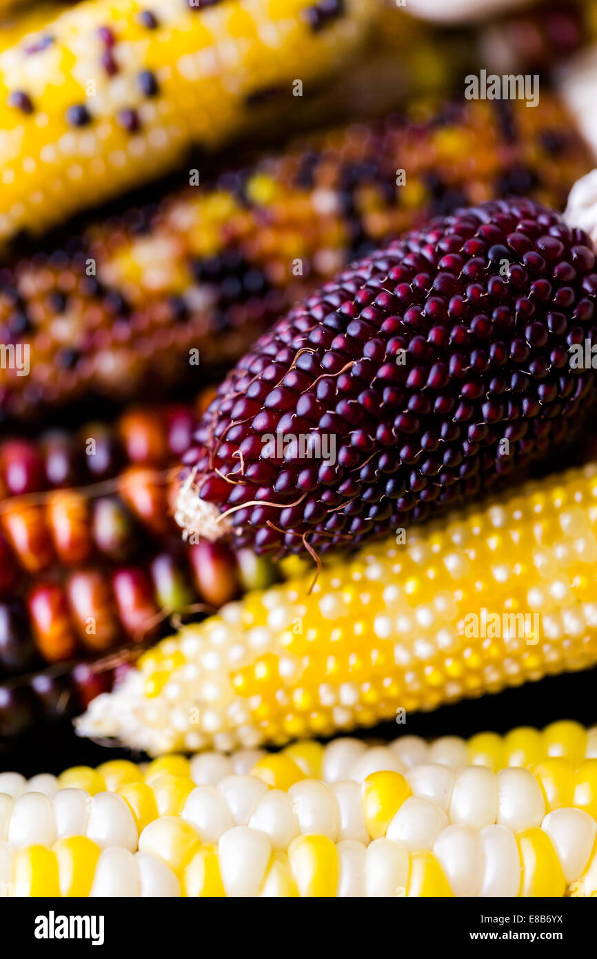 Multi colored indian corn made for Thanksgiving decoration Stock Photo ...