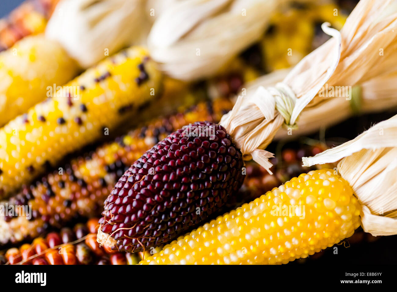 Multi colored indian corn made for Thanksgiving decoration Stock Photo ...