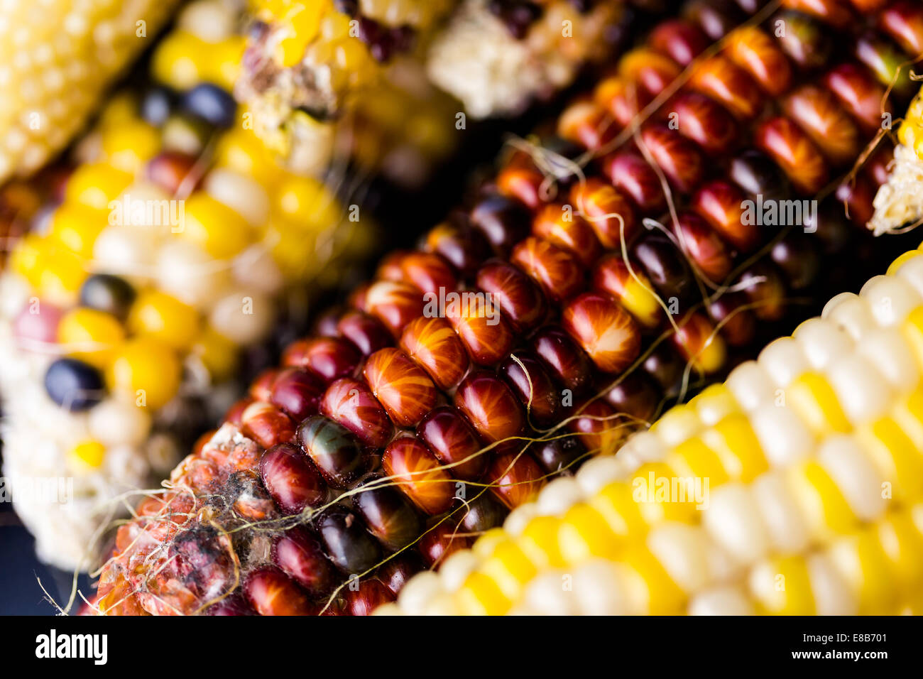 Multi colored indian corn made for Thanksgiving decoration Stock Photo ...