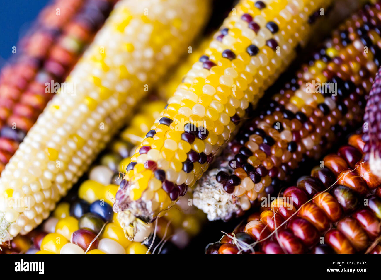 Multi colored indian corn made for Thanksgiving decoration Stock Photo ...