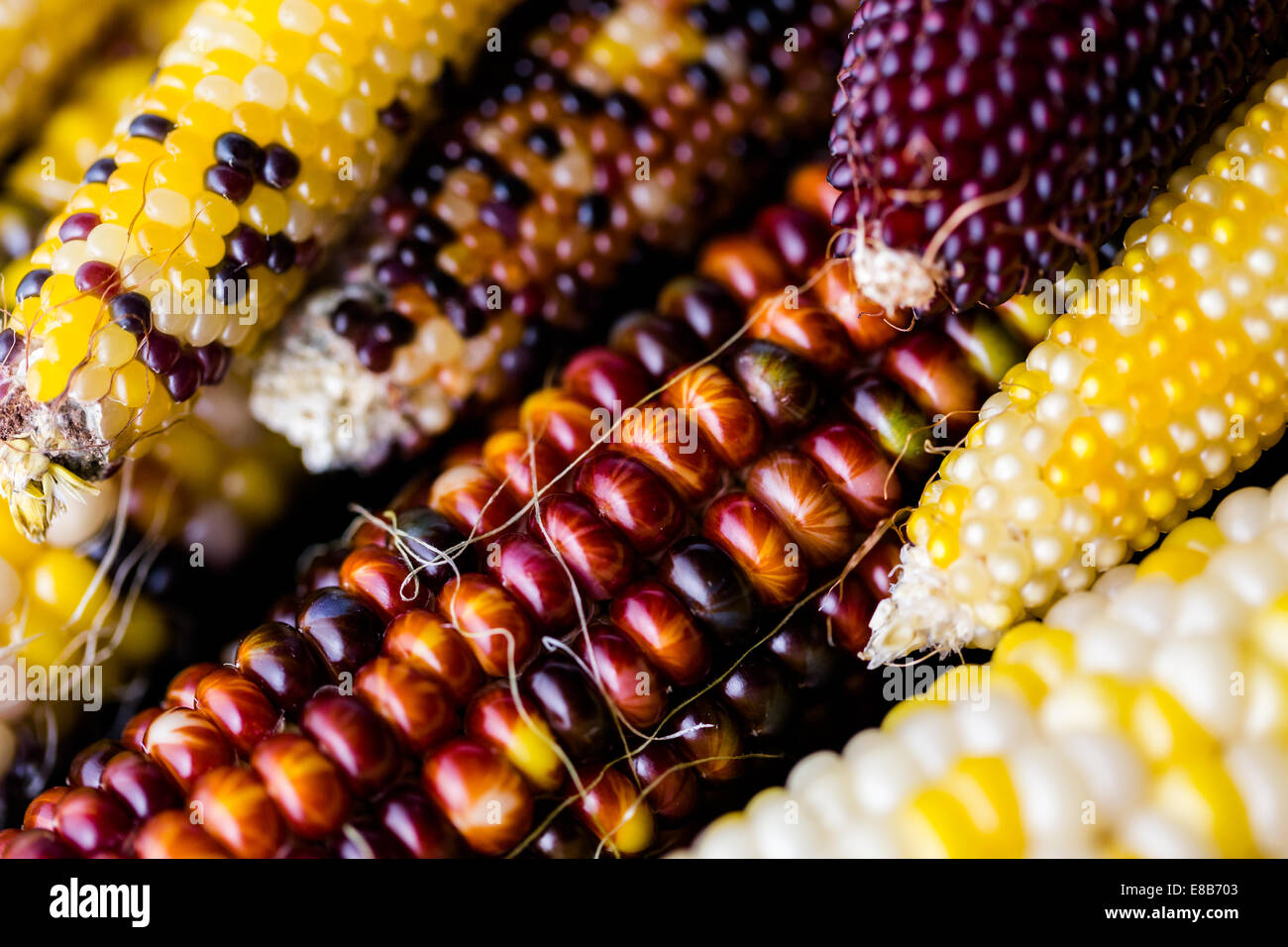 Multi colored indian corn made for Thanksgiving decoration Stock Photo ...