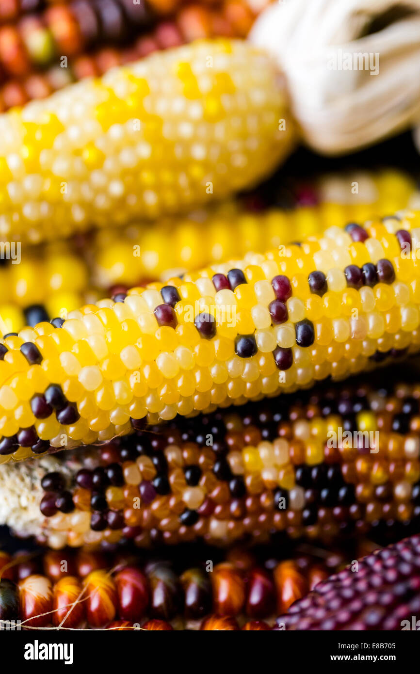 Multi colored indian corn made for Thanksgiving decoration Stock Photo ...