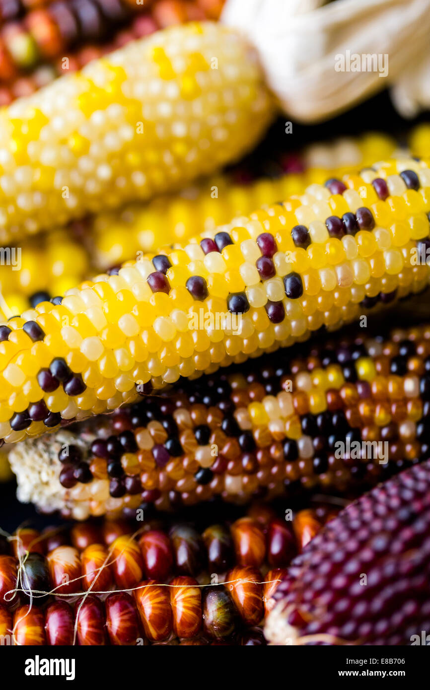 Multi colored indian corn made for Thanksgiving decoration Stock Photo ...