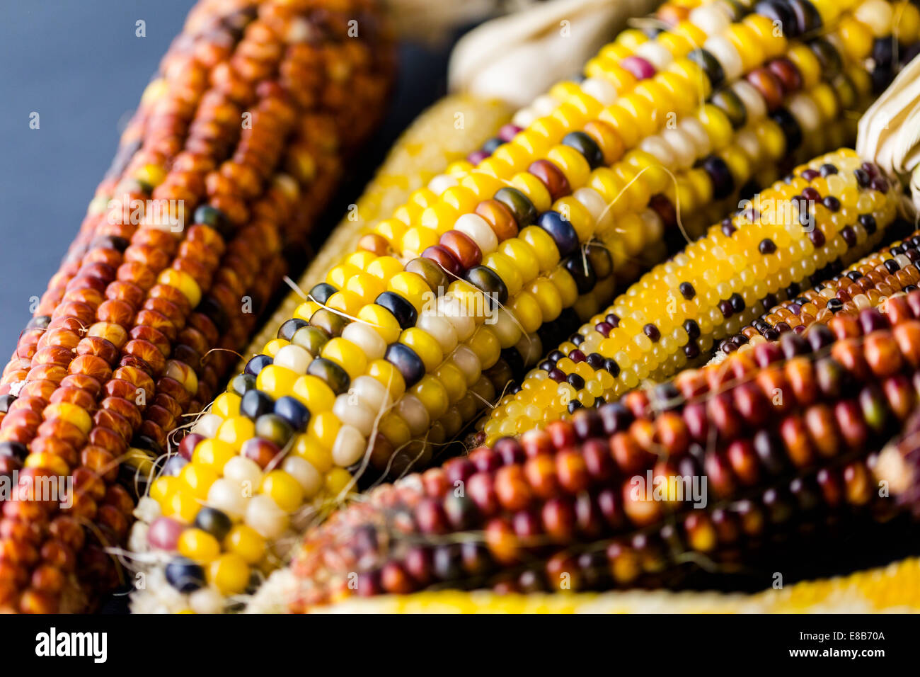 Multi colored indian corn made for Thanksgiving decoration Stock Photo ...