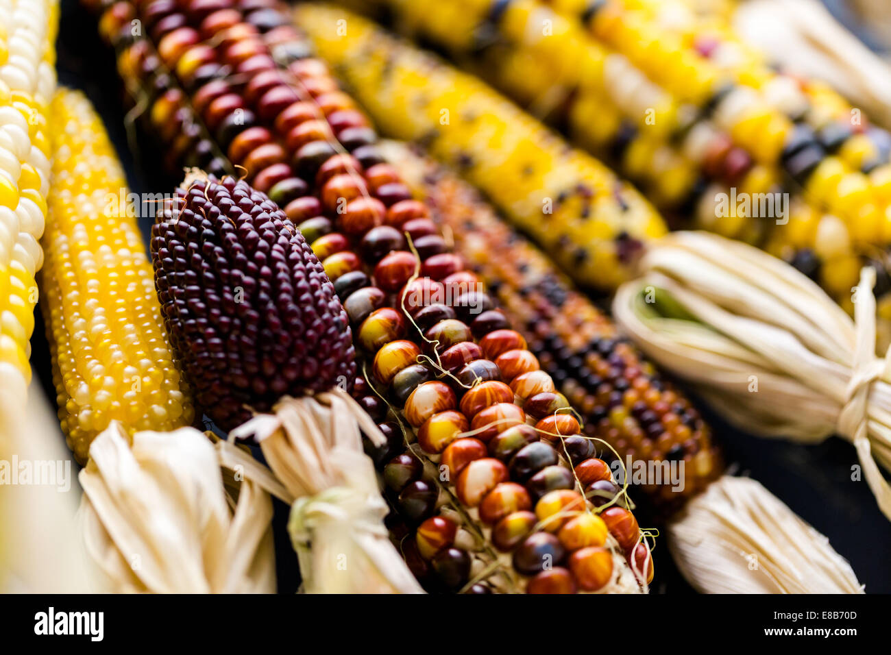 Multi colored indian corn made for Thanksgiving decoration Stock Photo ...