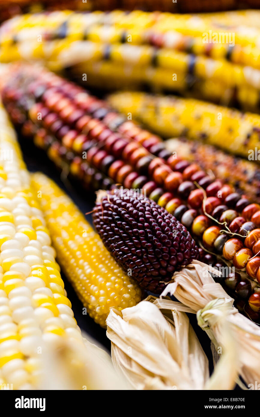 Multi colored indian corn made for Thanksgiving decoration Stock Photo ...