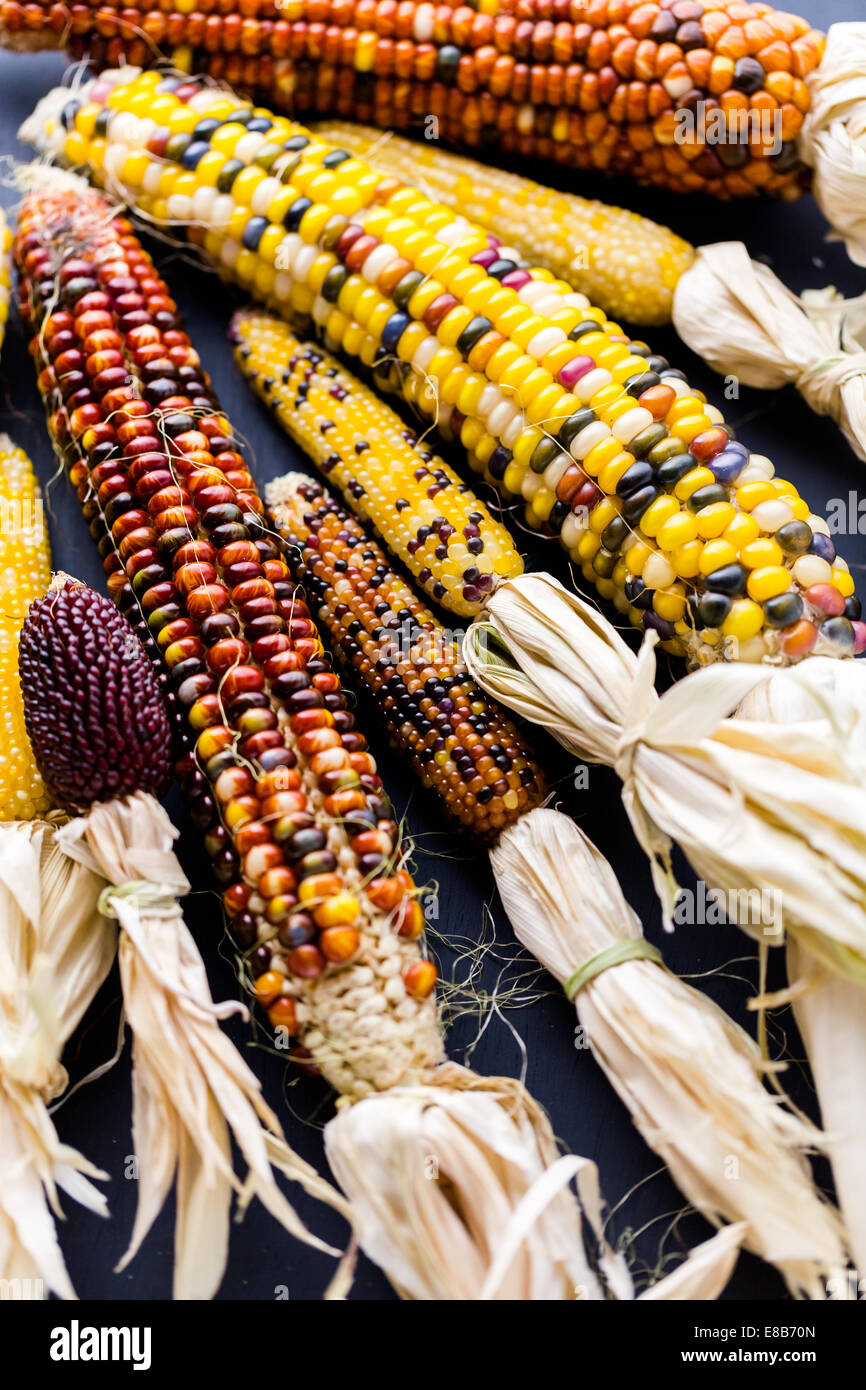 Multi colored indian corn made for Thanksgiving decoration Stock Photo ...
