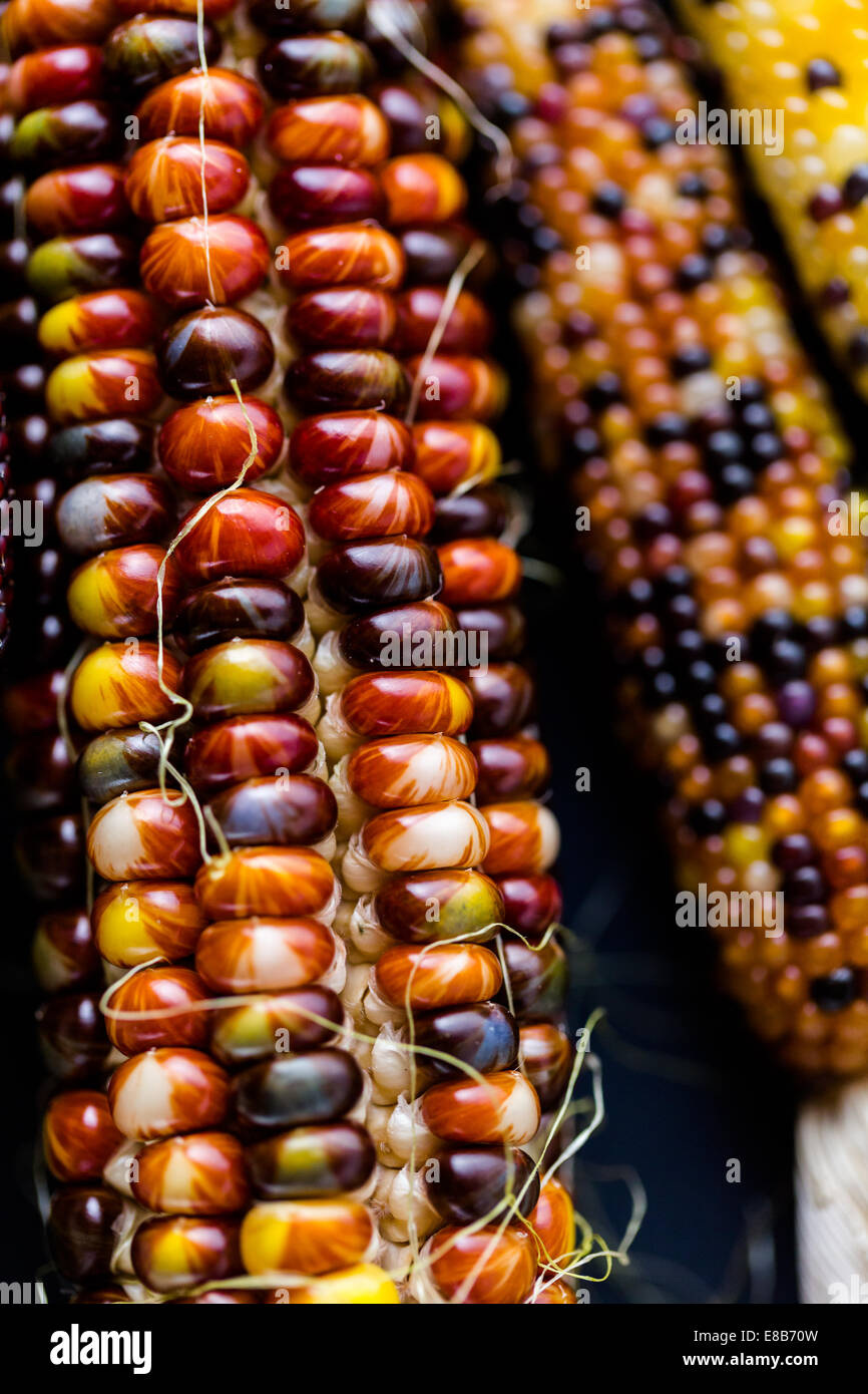 Multi colored indian corn made for Thanksgiving decoration Stock Photo ...