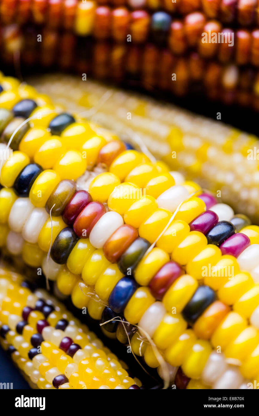 Multi colored indian corn made for Thanksgiving decoration Stock Photo ...