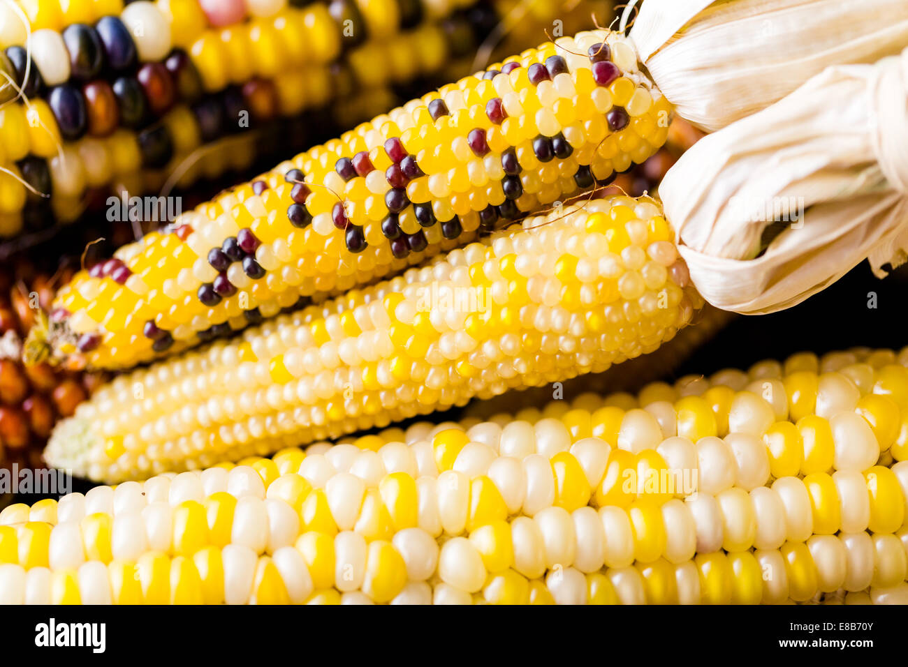 Multi colored indian corn made for Thanksgiving decoration Stock Photo ...