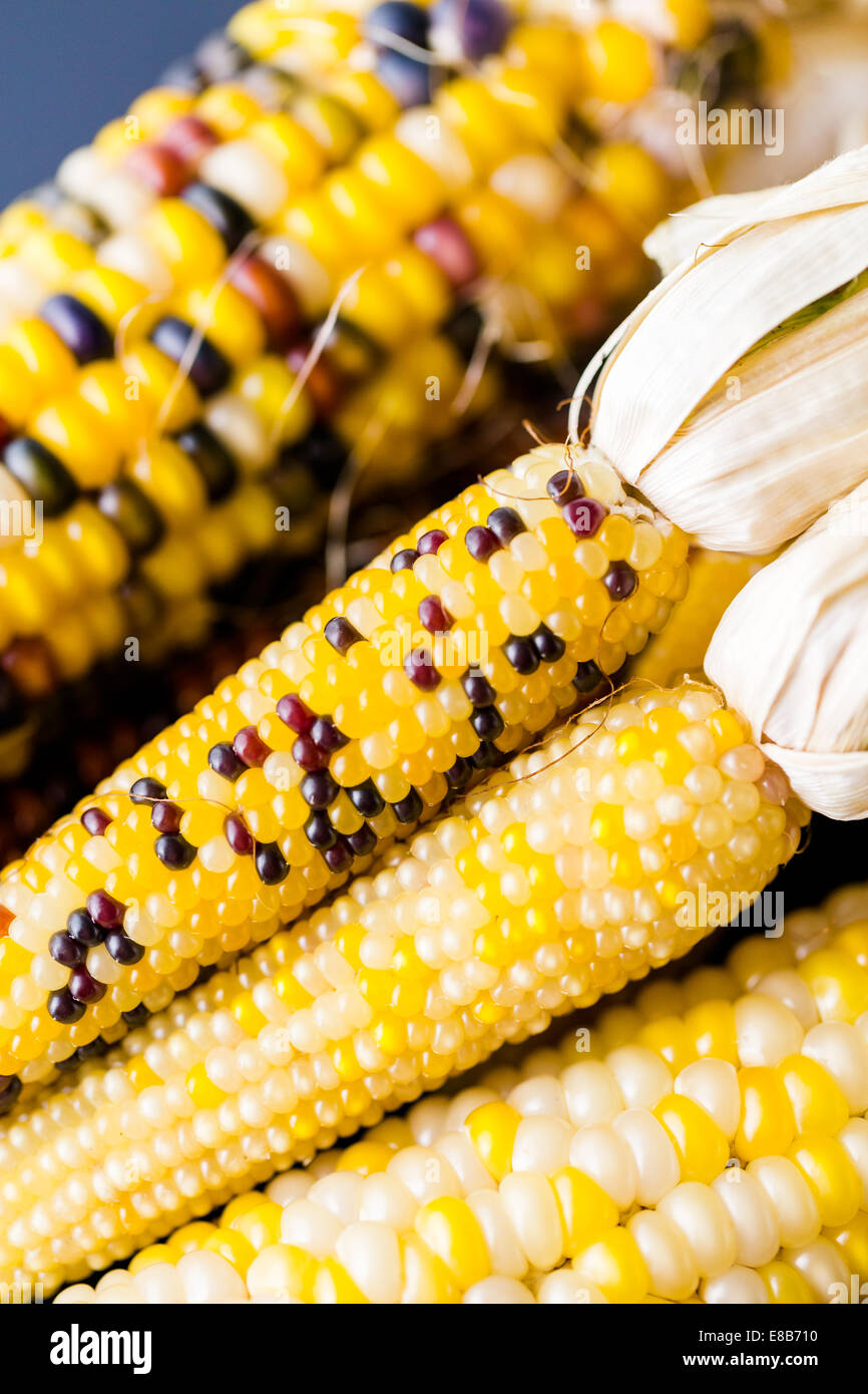 Multi colored indian corn made for Thanksgiving decoration Stock Photo ...