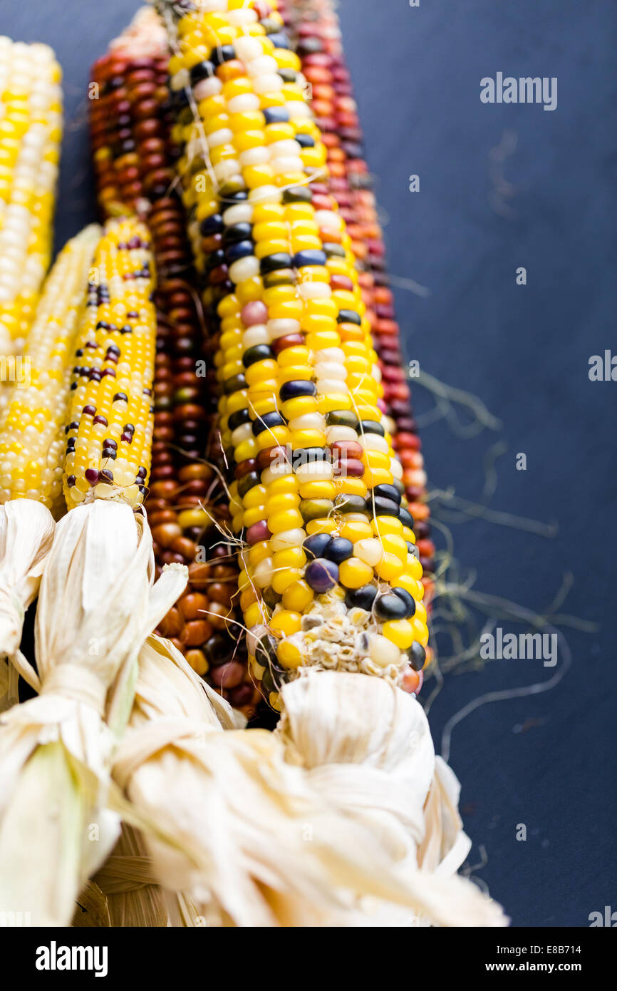 Multi colored indian corn made for Thanksgiving decoration Stock Photo ...
