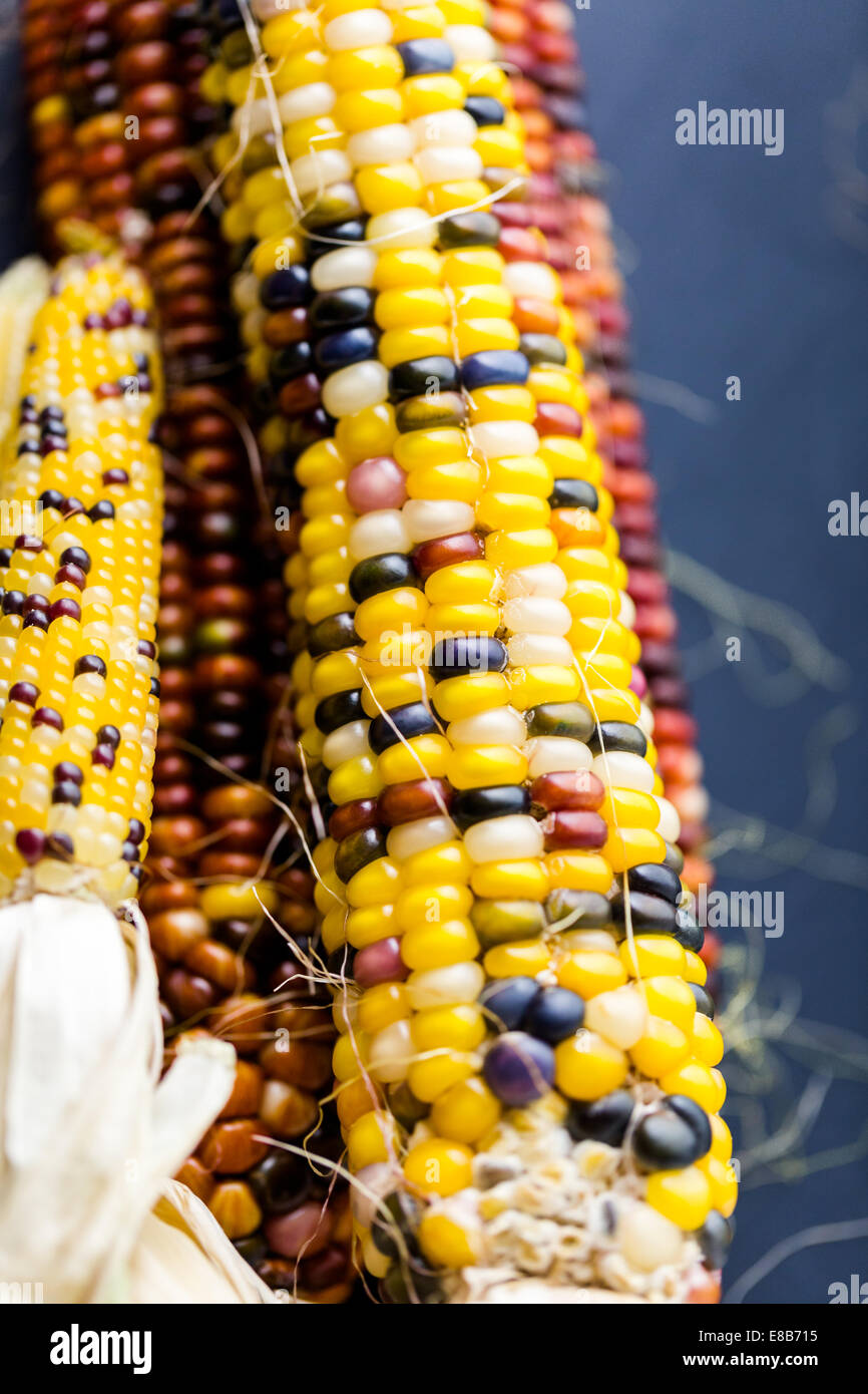 Multi colored indian corn made for Thanksgiving decoration Stock Photo ...