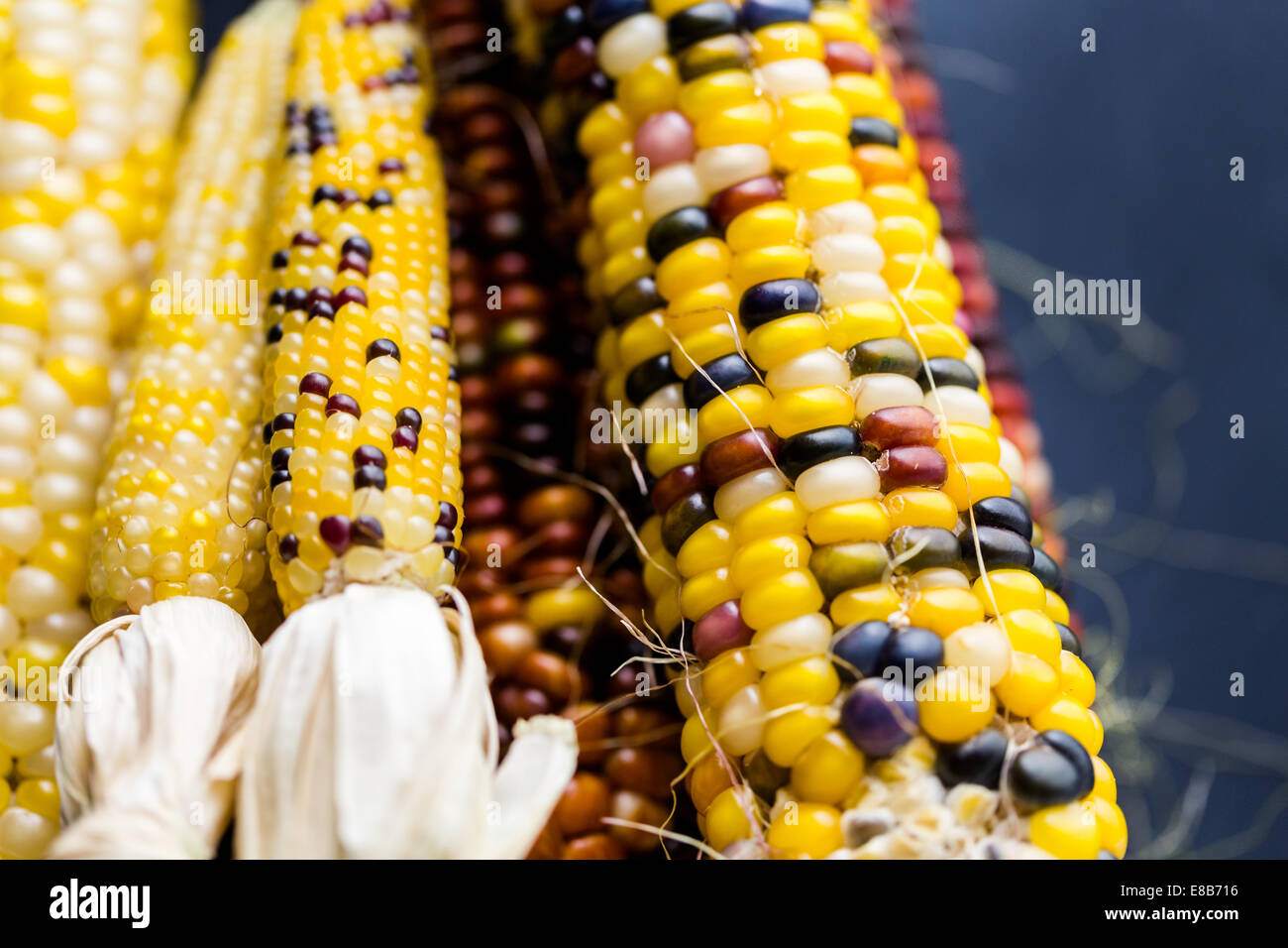 Multi colored indian corn made for Thanksgiving decoration Stock Photo ...