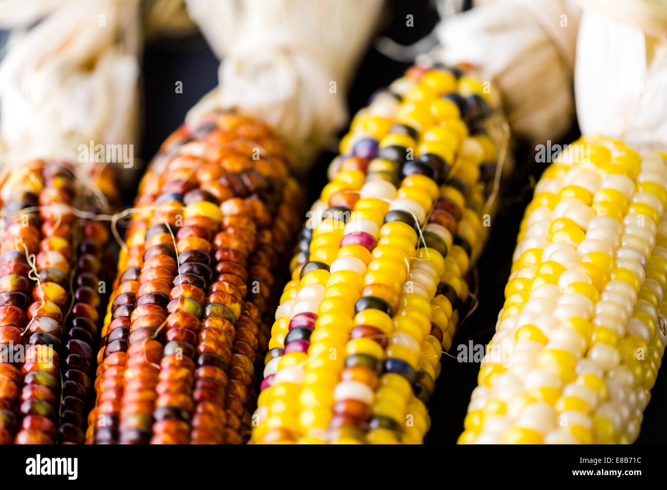 Multi colored indian corn made for Thanksgiving decoration Stock Photo ...