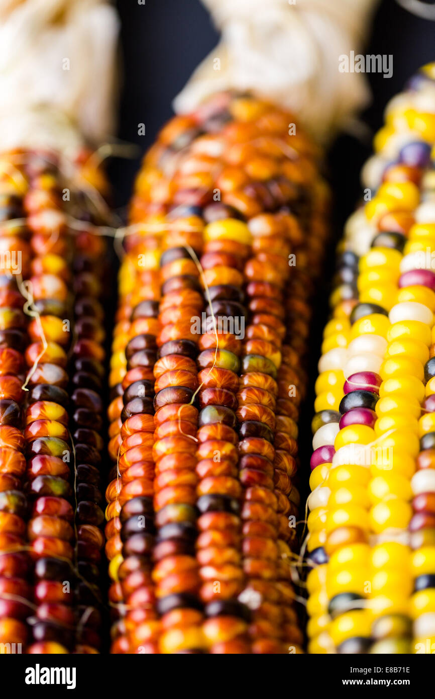 Multi colored indian corn made for Thanksgiving decoration Stock Photo ...