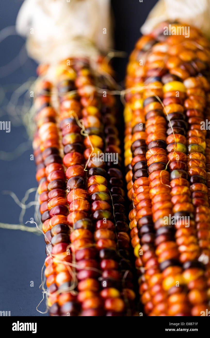Multi colored indian corn made for Thanksgiving decoration Stock Photo ...