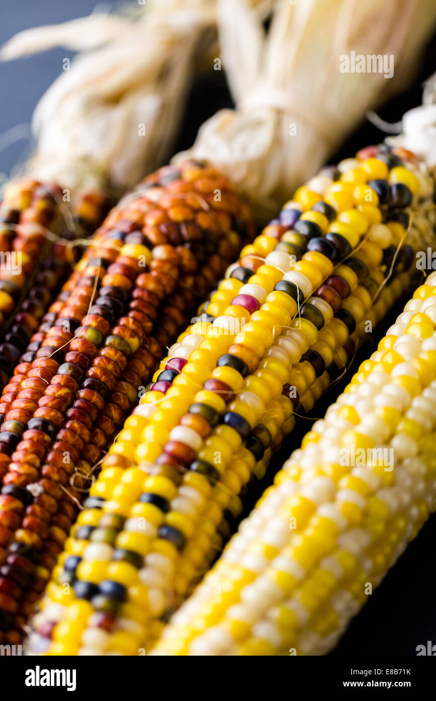Multi colored indian corn made for Thanksgiving decoration Stock Photo ...