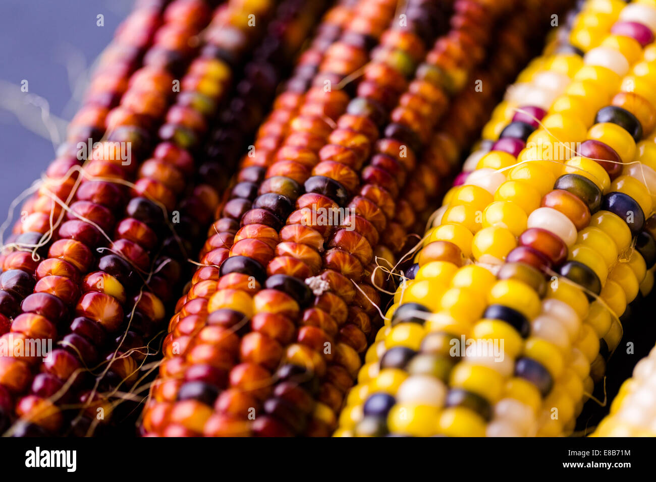 Multi colored indian corn made for Thanksgiving decoration Stock Photo ...