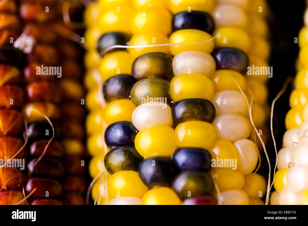 Multi colored indian corn made for Thanksgiving decoration Stock Photo ...