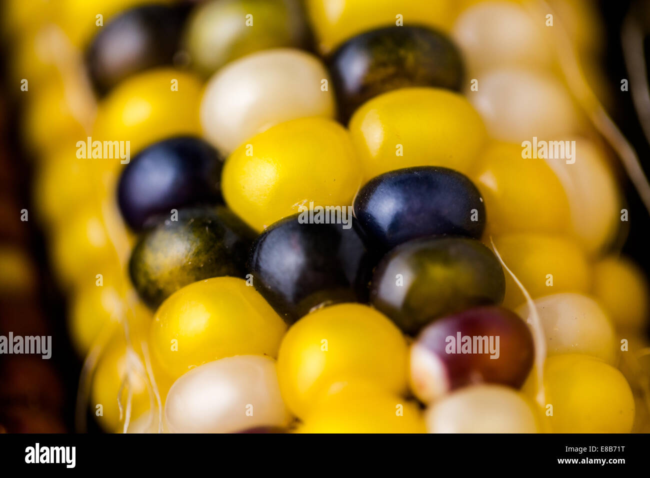 Multi colored indian corn made for Thanksgiving decoration Stock Photo ...